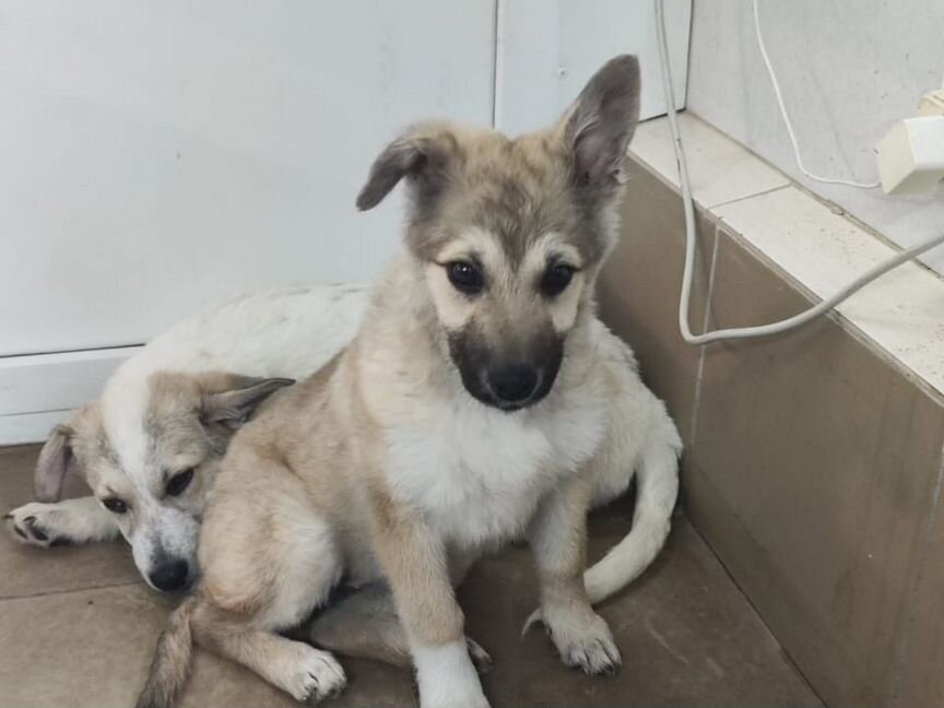 Собака в добрые руки отдам бесплатно