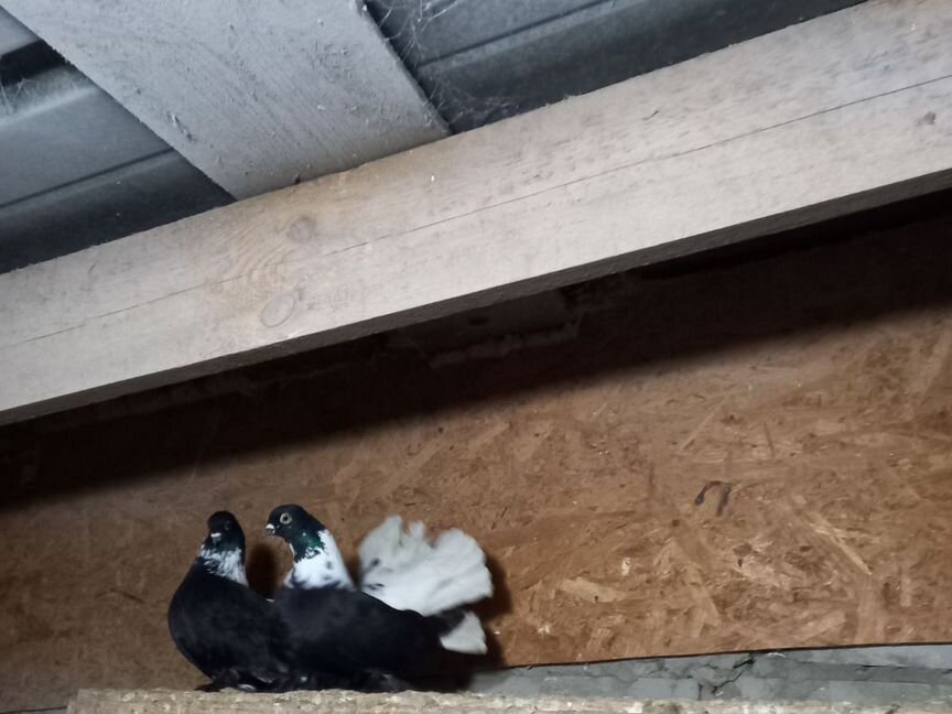 Продажа статных голубей