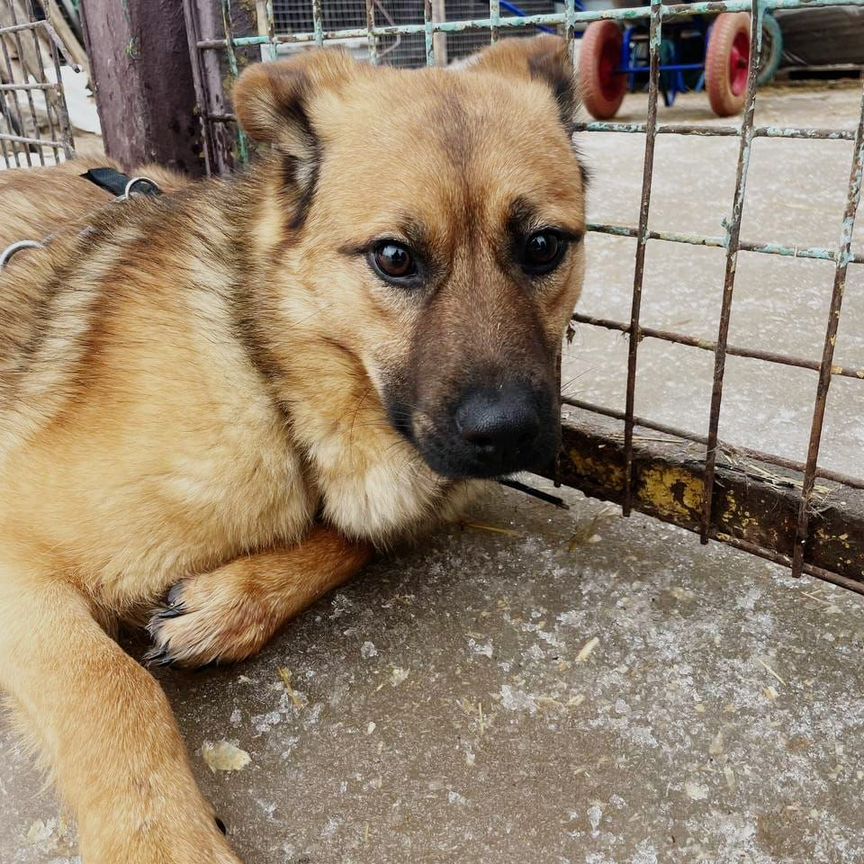 Молодой щенок угасает в приюте