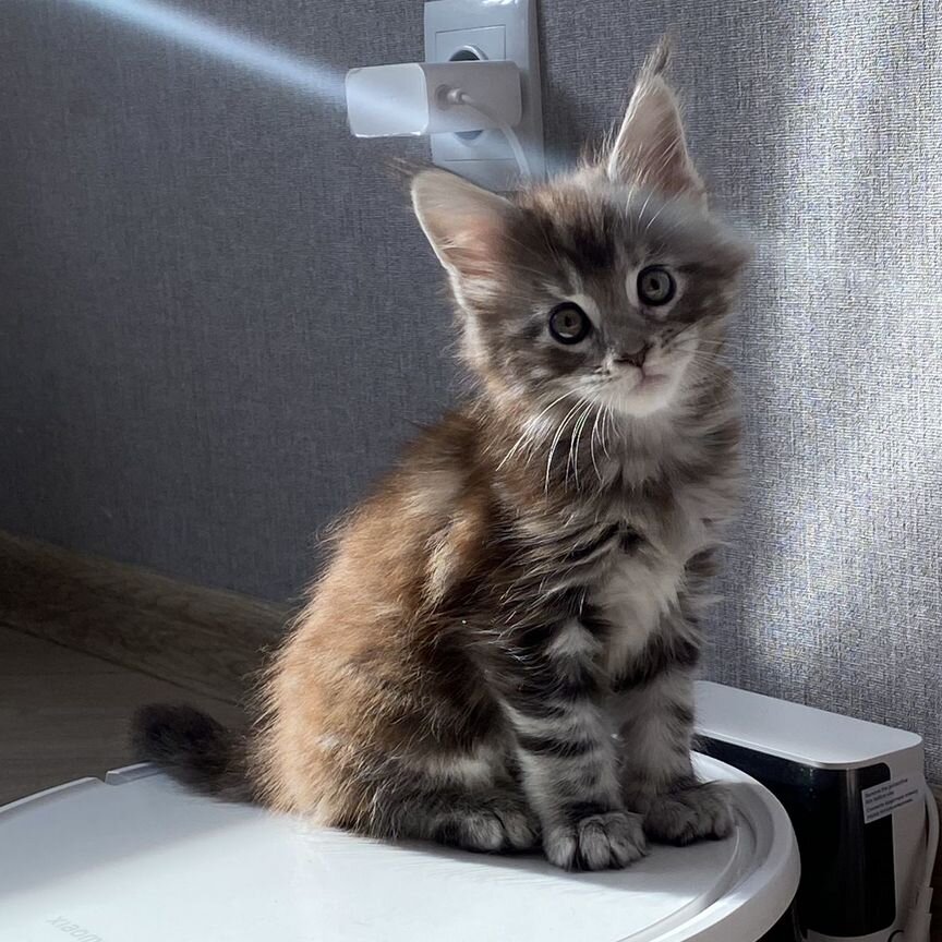 Мейн-кун котёнок