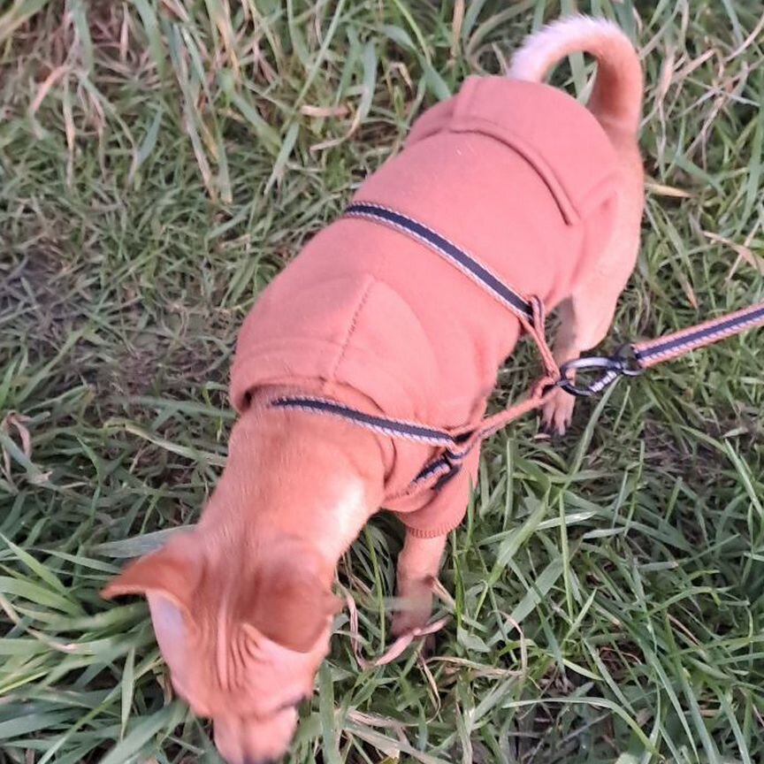 Продам собаку