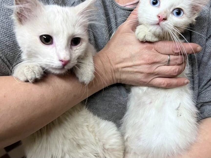 Белые котята 3,5 мес найденыши ищут дом