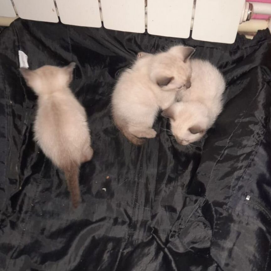 Сиамские котята