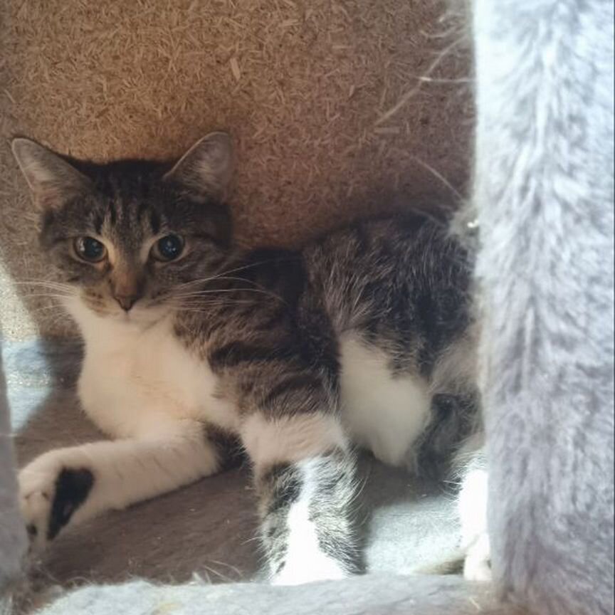 Породистых берут, а тут она