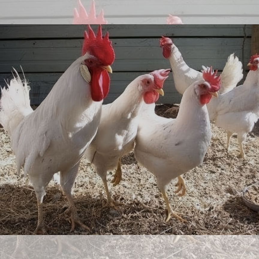 Выведу цыплят Леггорн под заказ