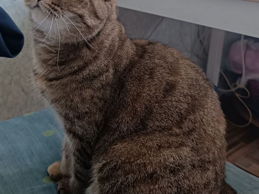 Кошка в добрые руки