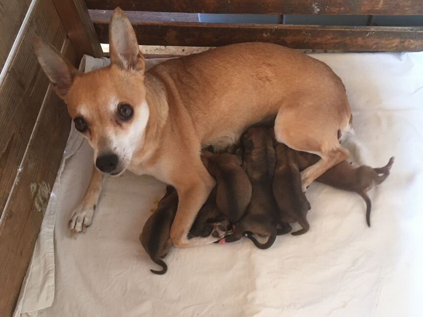 Маленькие собачки