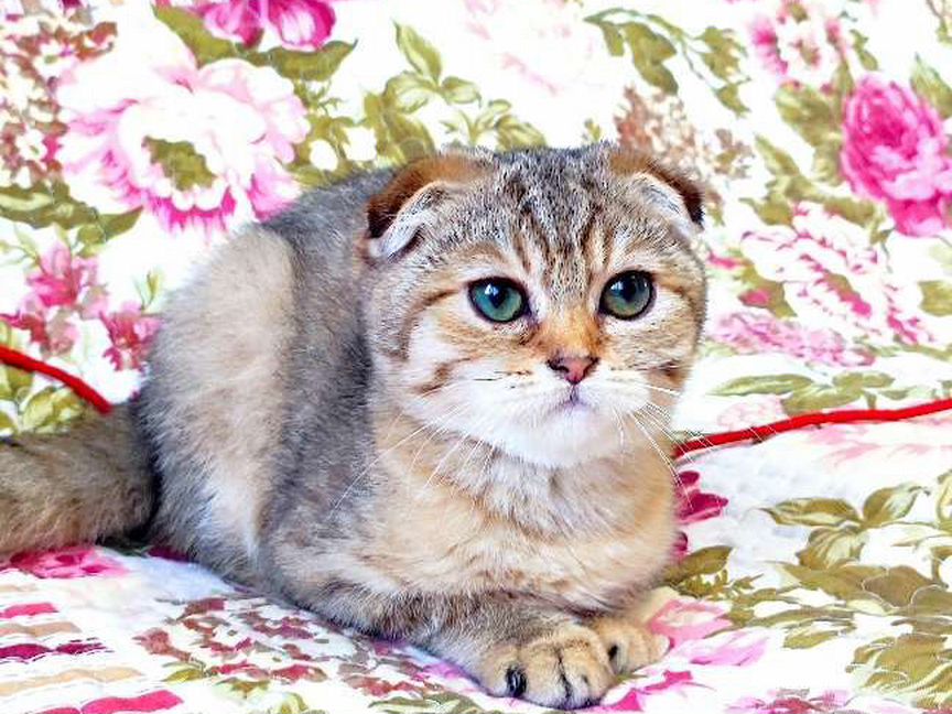 Шотландские котята