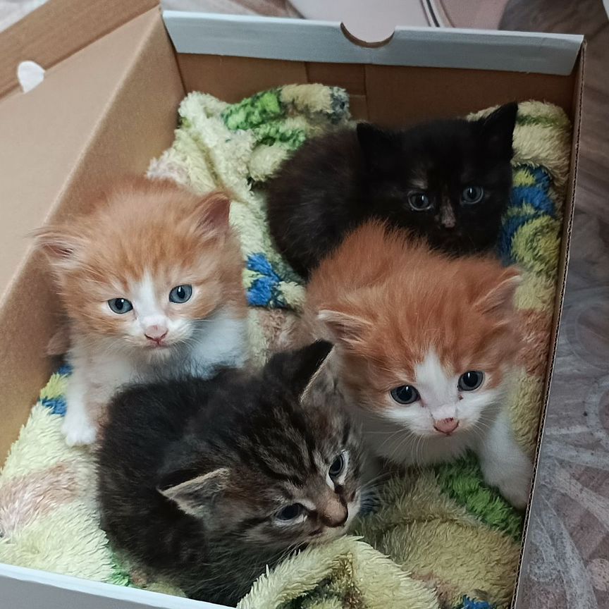 Отдам в добрые руки милых котят