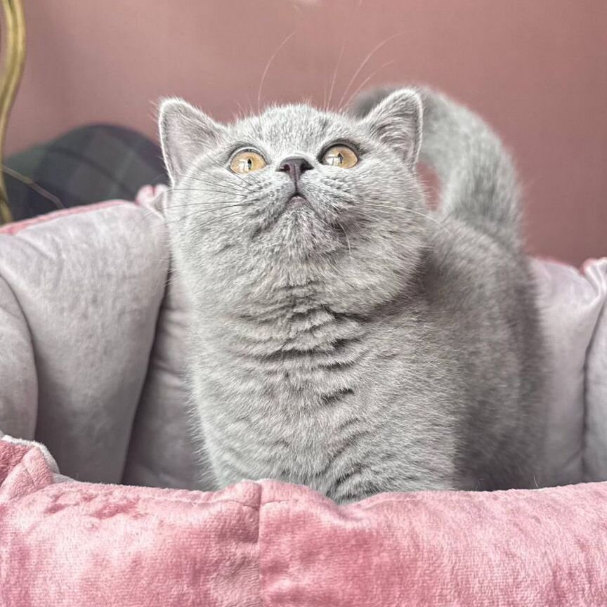 Британский короткошёрстный котёнок