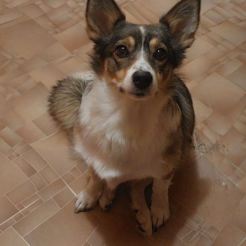 Отдам в добрые руки собачку