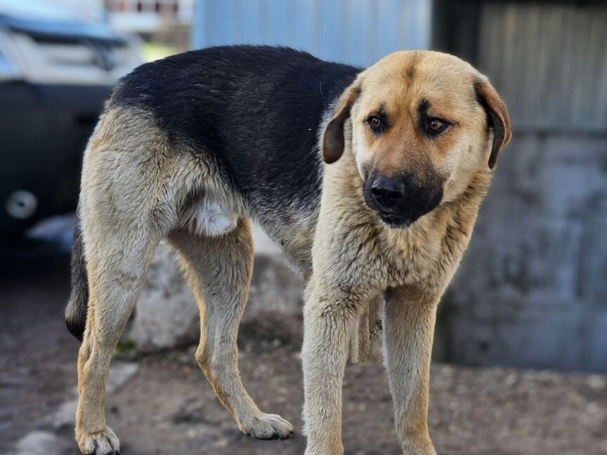 Пёс в добрые руки