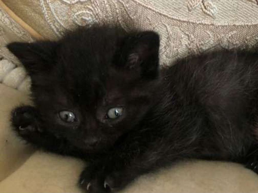 Красивые котята, бесплатно