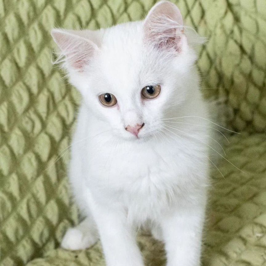 Белый котенок мальчик