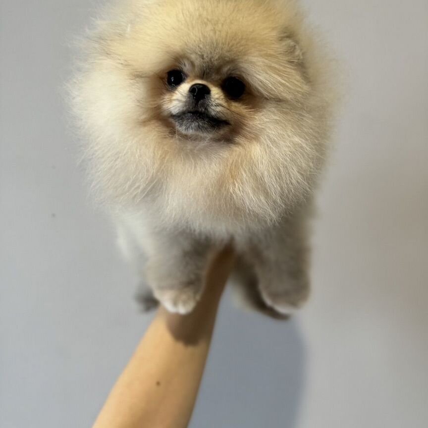 Мини девочка померанский шпиц