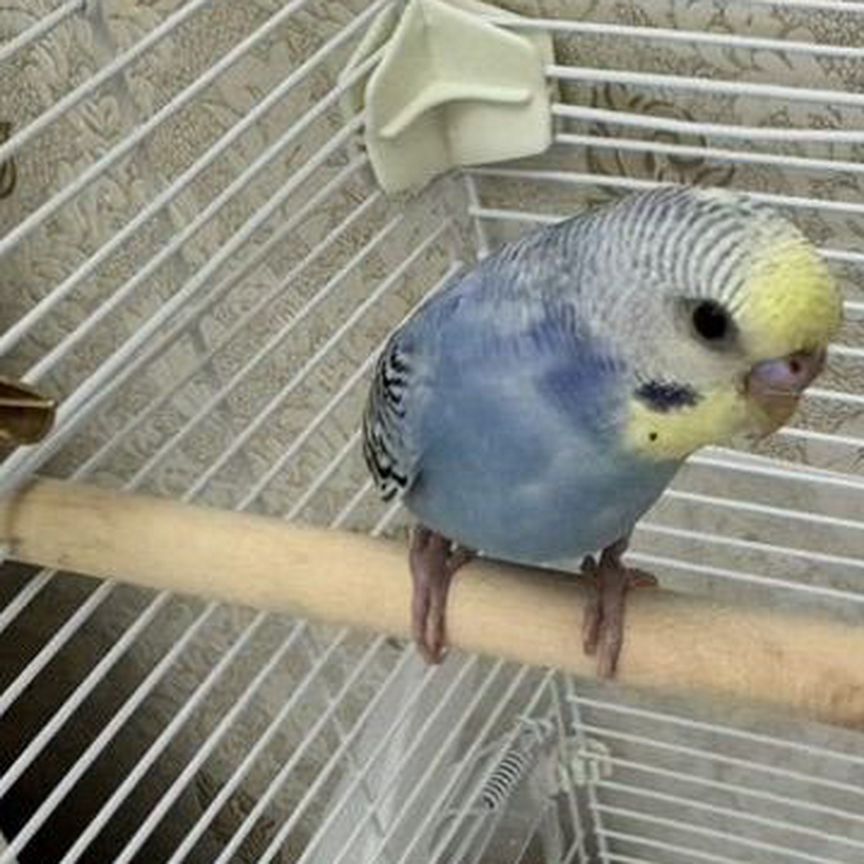 Волнистый попугай ручной