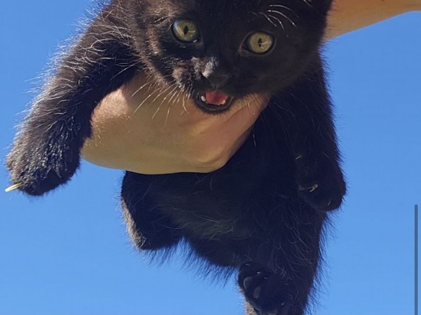 Котенок Тиша
