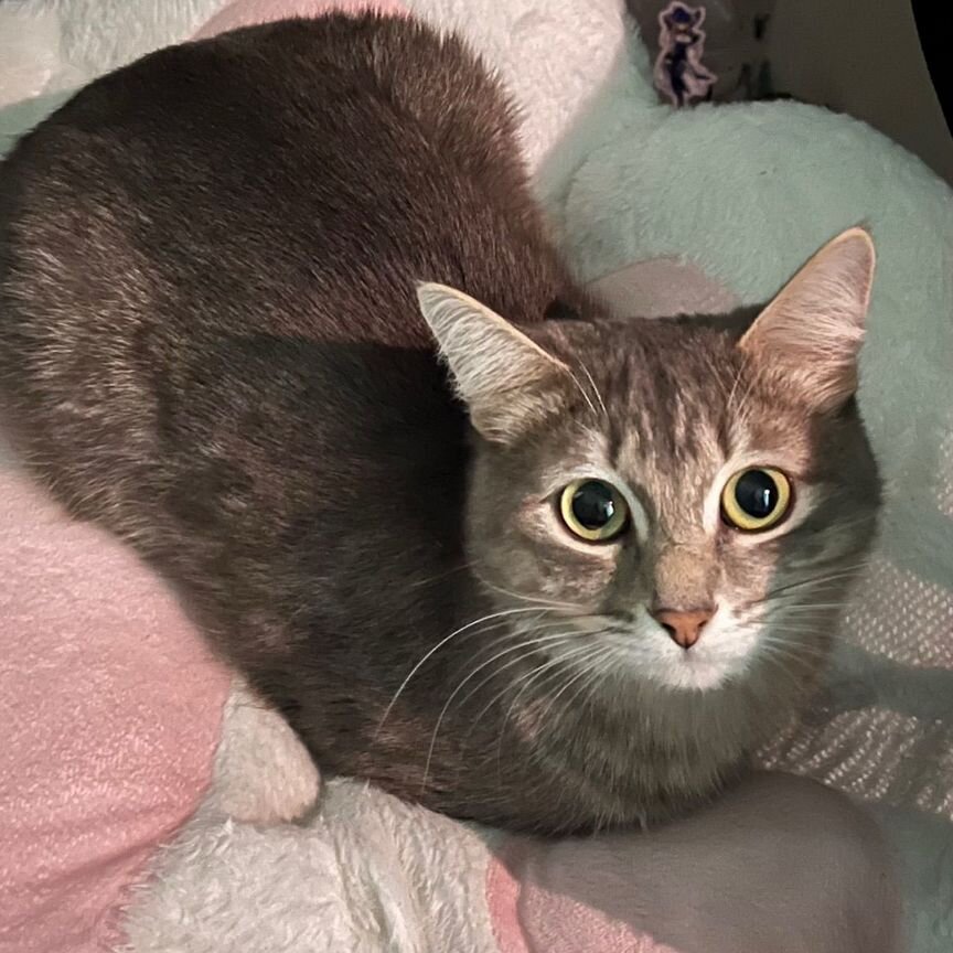 Взрослый кот от частного владельца