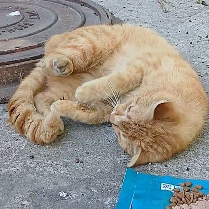 Взрослый кот в добрые руки
