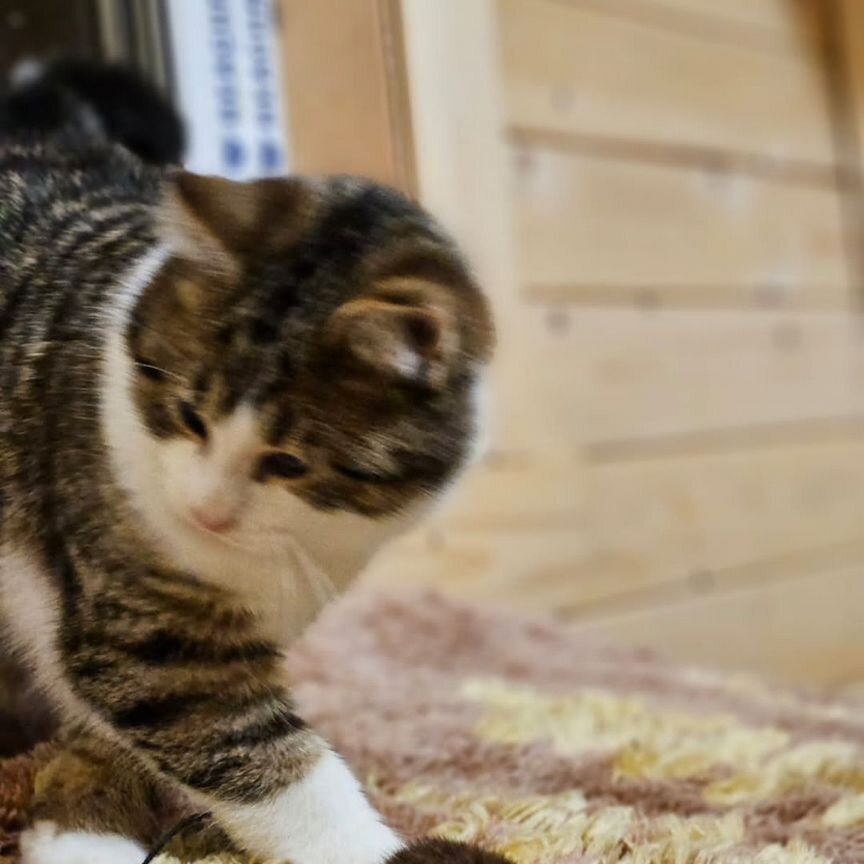 Котик 3 мес
