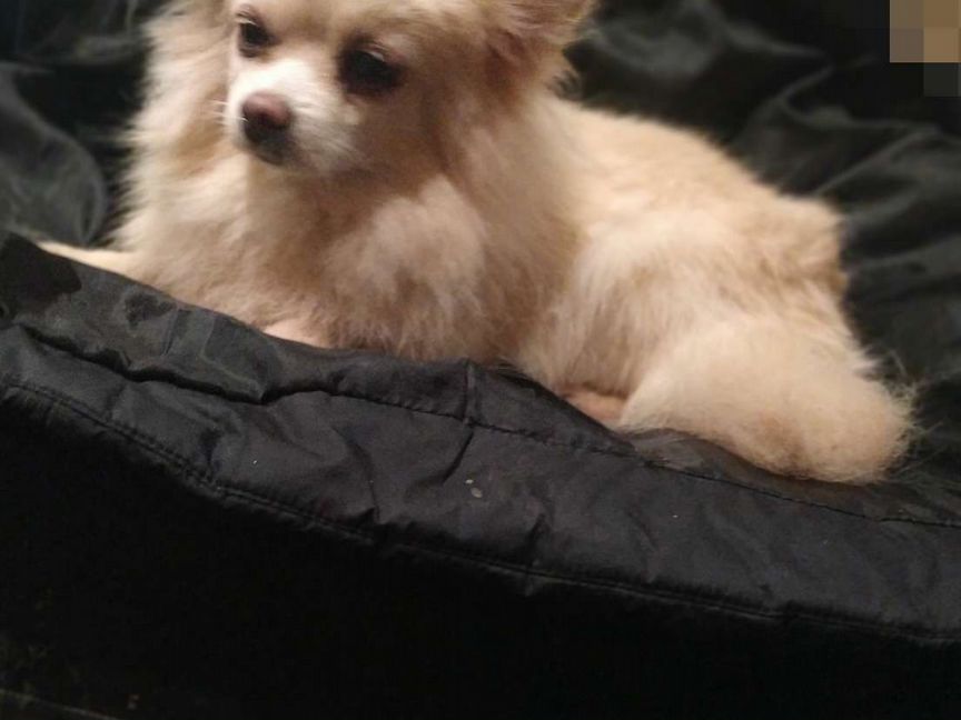 Кремовая шпицуля