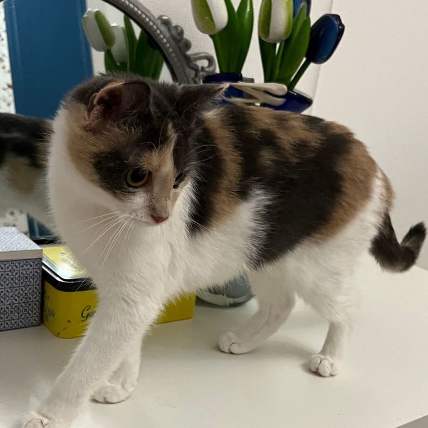 Выброшенная кошка котенок