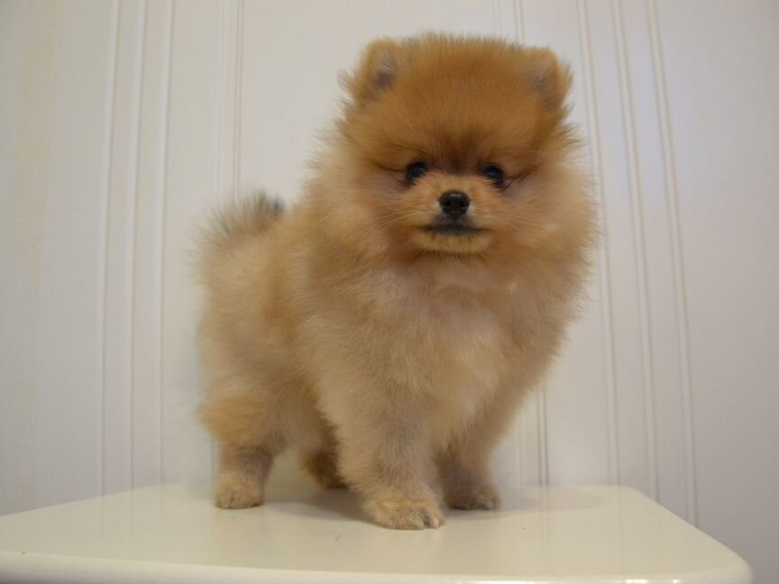 Щенки Померанского шпица