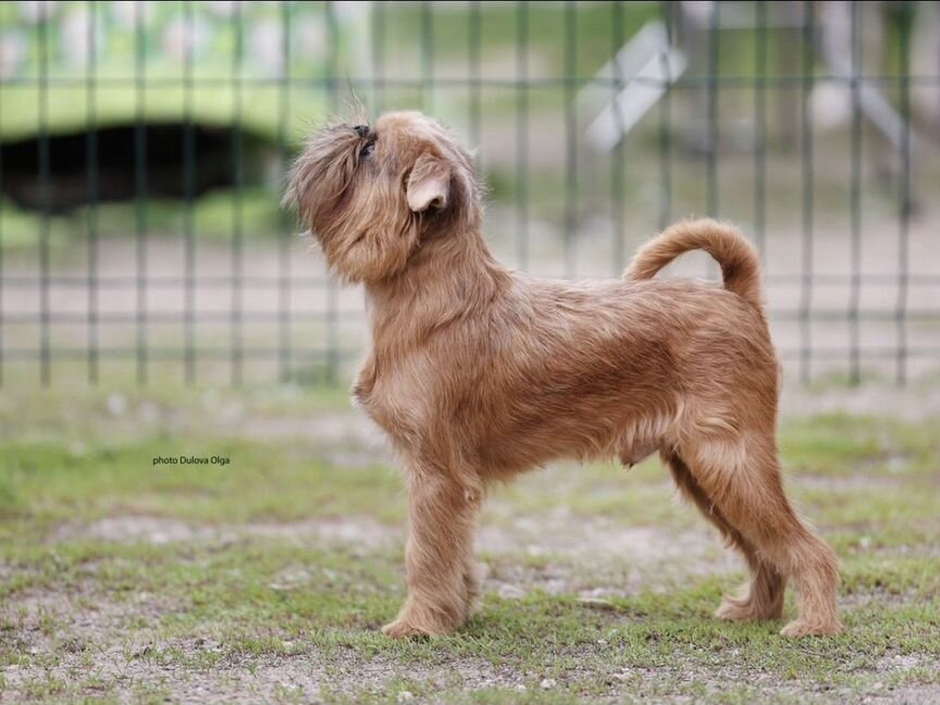 Брюссельский гриффон на вязку