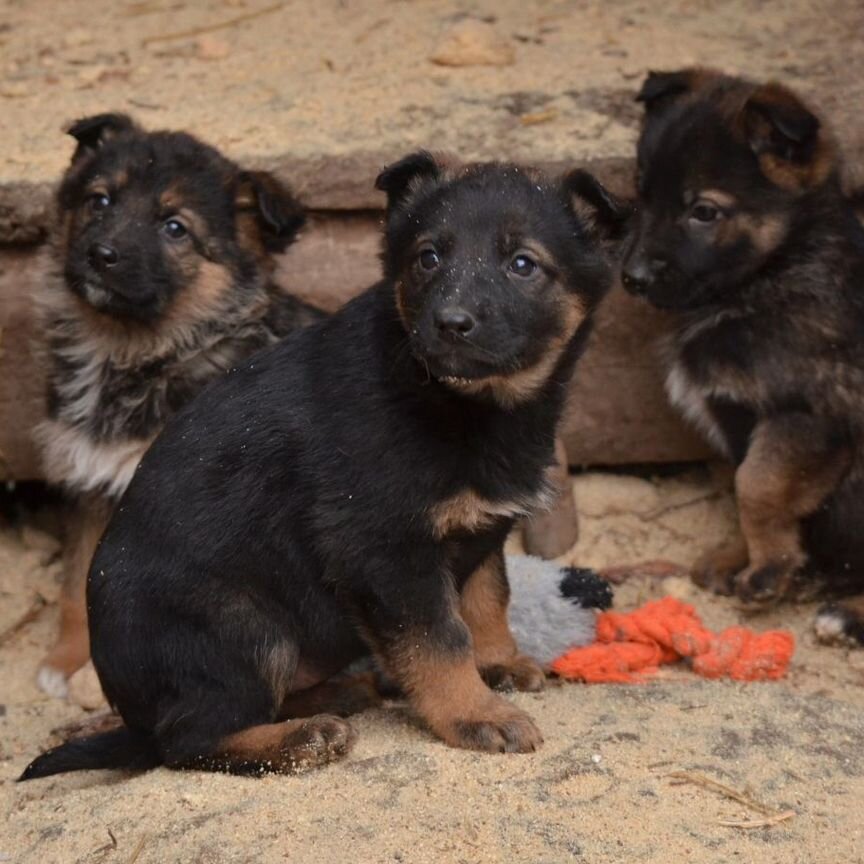 Немецкая овчарка