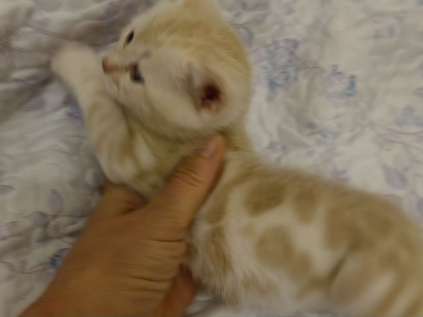 Британские котята, Шотландские котята