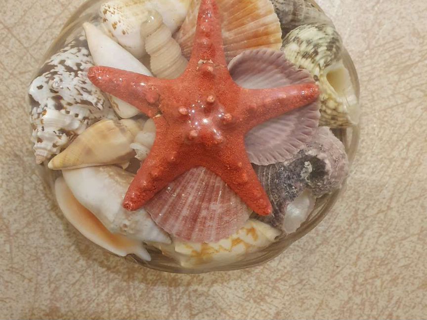 Морские ракушки раковины для аквариума