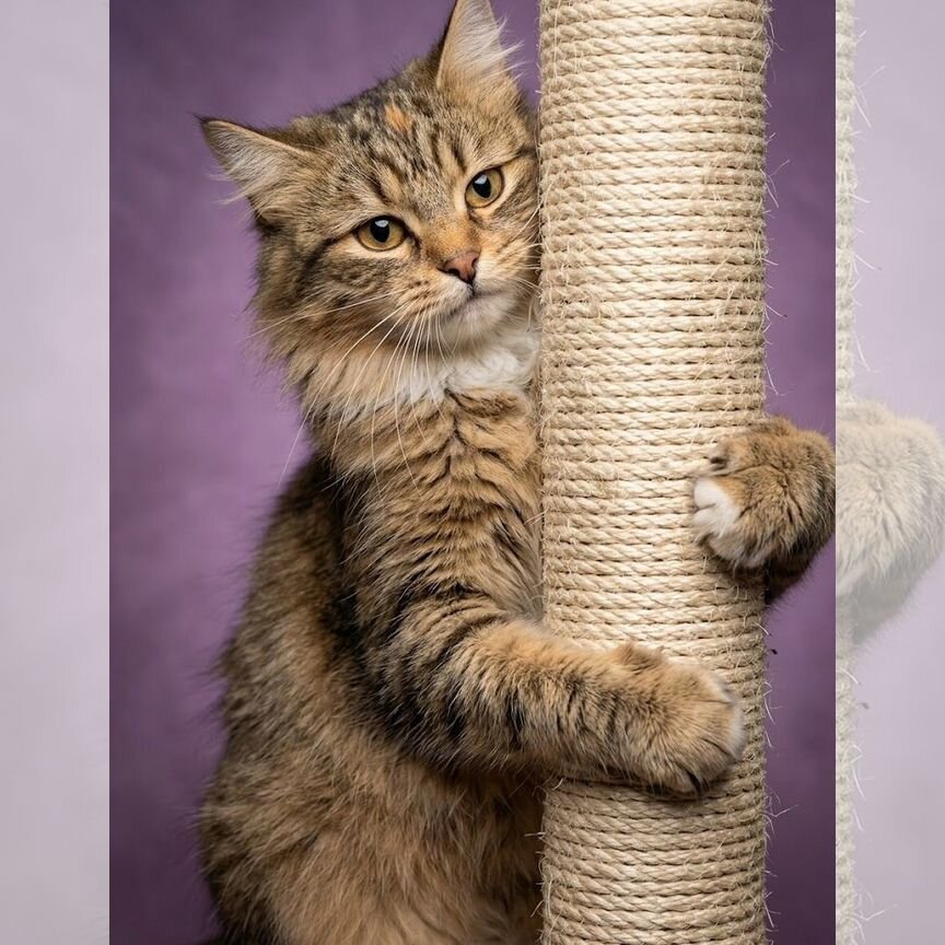 Взрослая, кошка в добрые руки