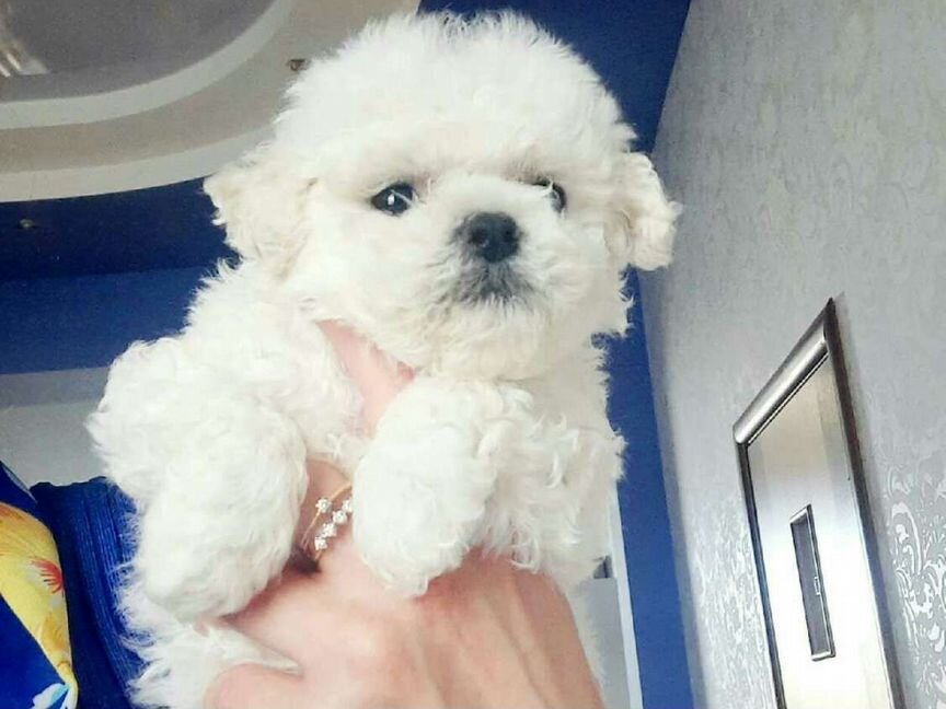 Белые mini зефирки