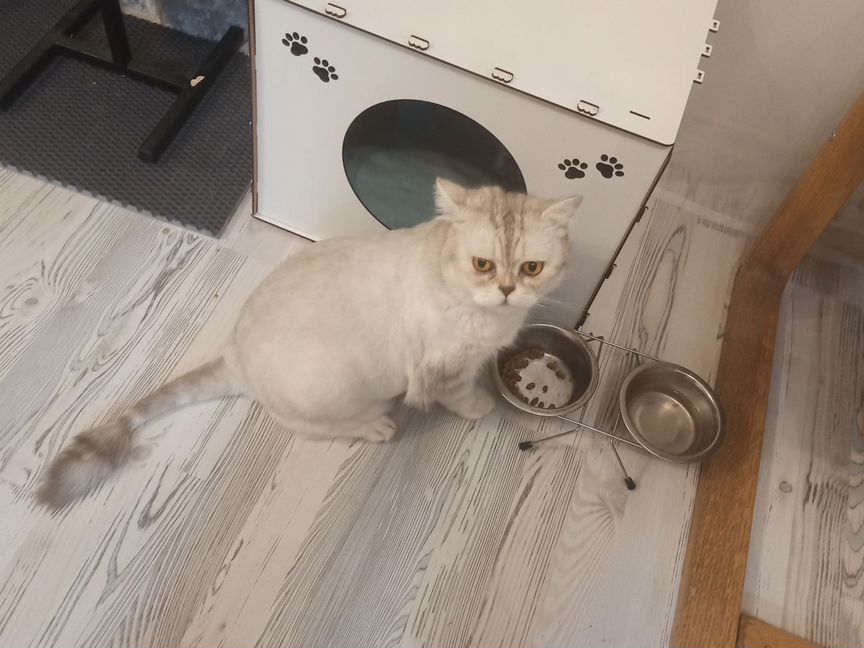 Британская кошка бесплатно