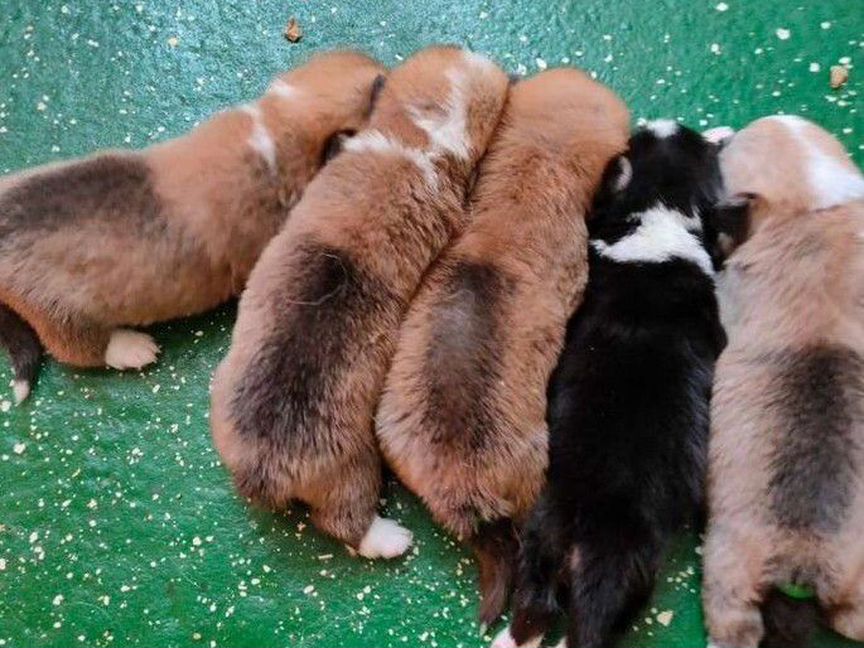 Вельш корги пемброк новый помёт на февраль