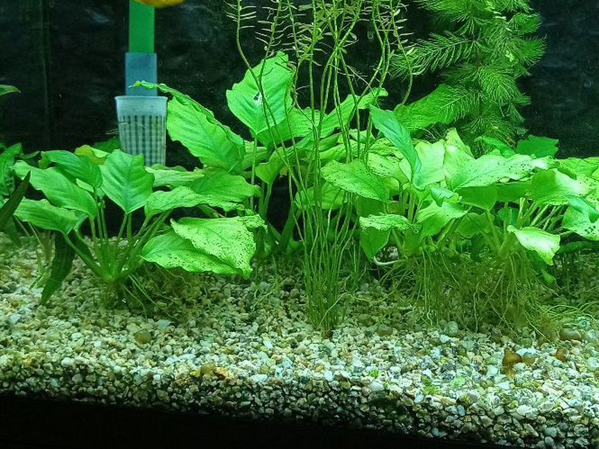 Анубиас. Обмен на живородок, гурами, коридорасов