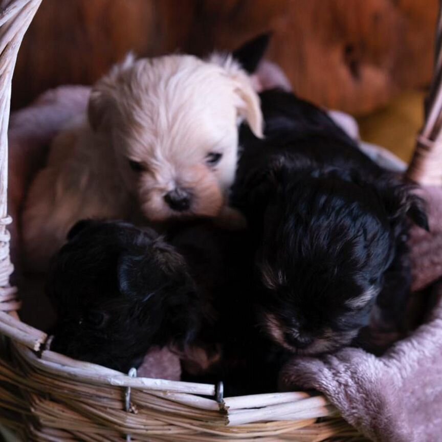 Мальтипу, щенок