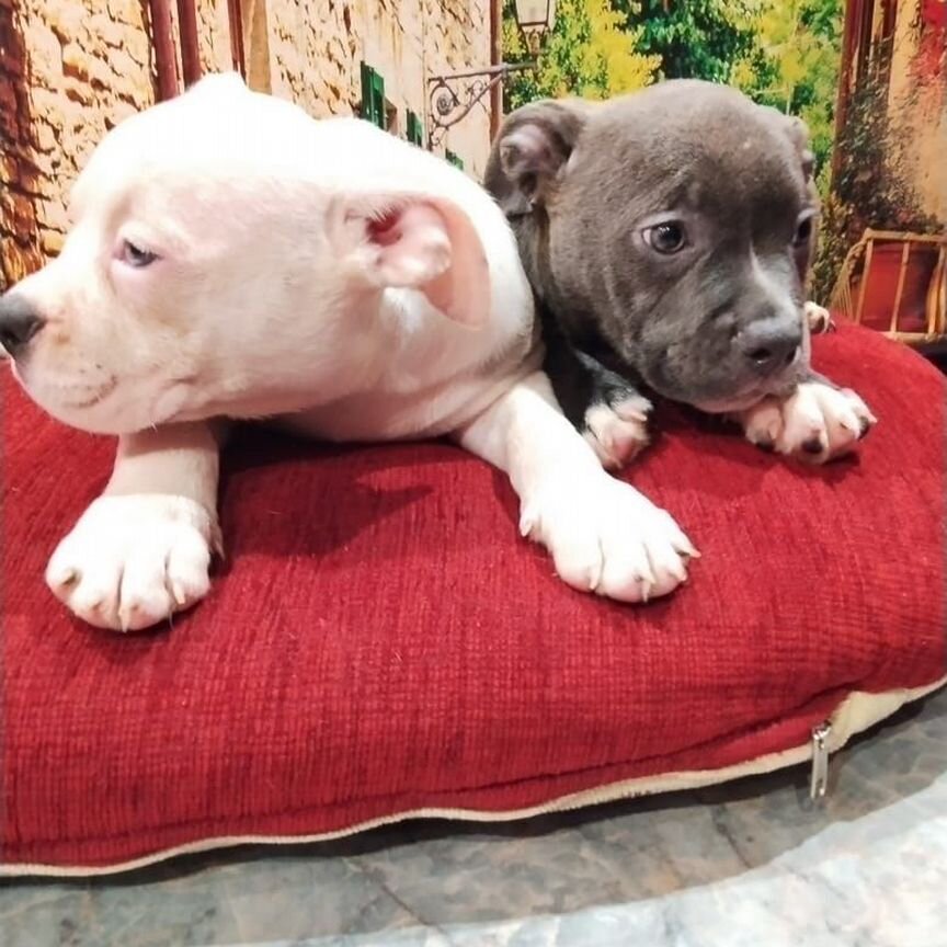 Американский булли покет