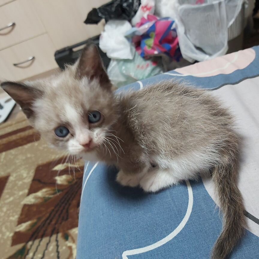 Манчкин котёнок