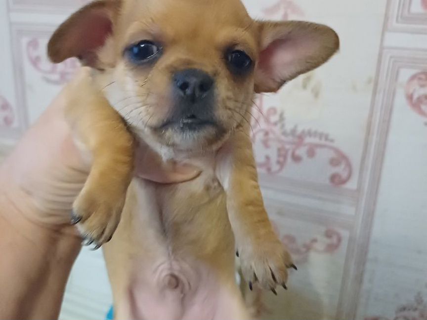 Милые щеночкм Супер мини той терьера мальчики