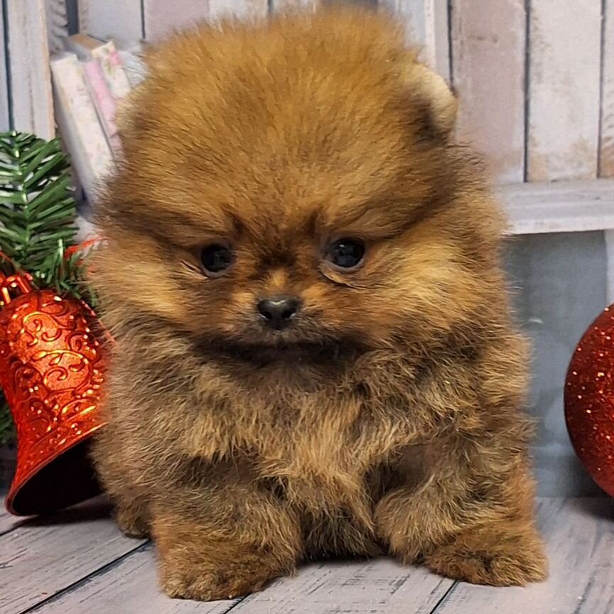 Померанский шпиц, щенок