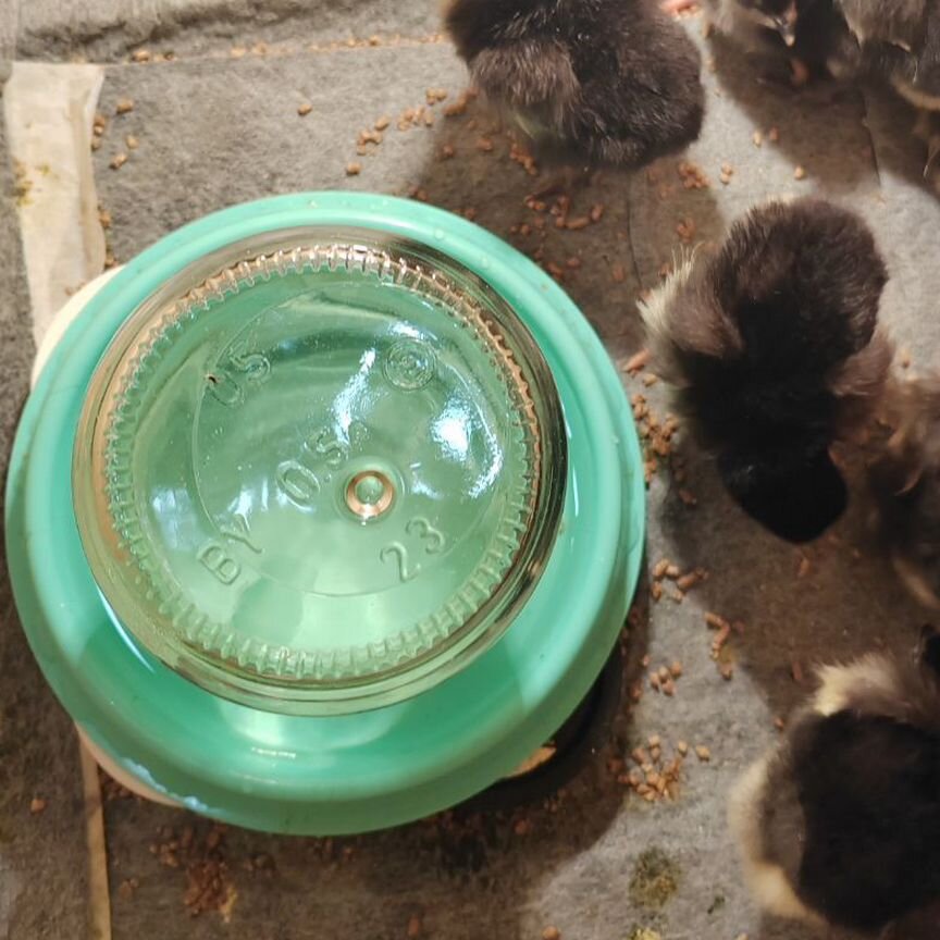 Маран чёрно-медный и кучинские юбилейные