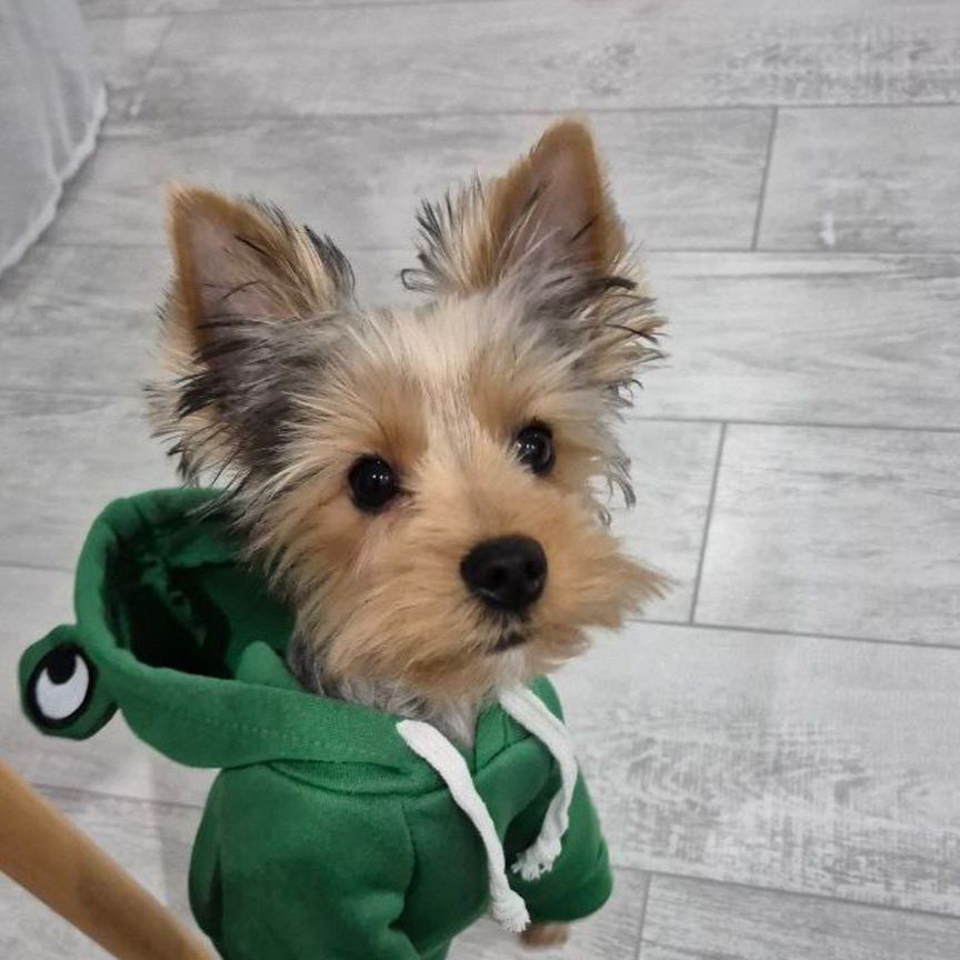 Йоркширский терьер