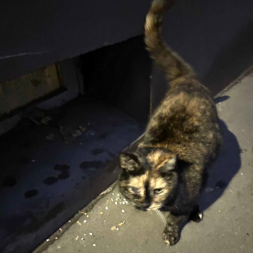 Кошечку б*ют. Нужен дом или куратор