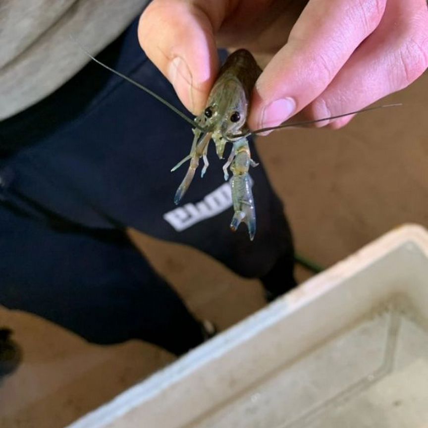 Австралийские раки