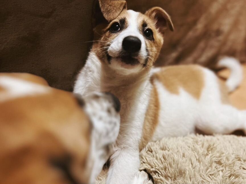 Бонита в поиске дома