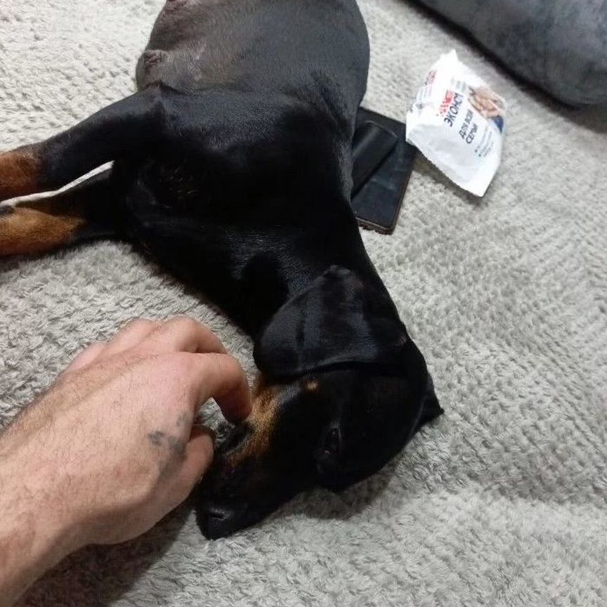 Ищем жениха такса