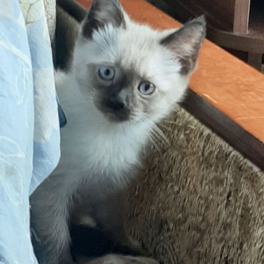 Сиамский котёнок