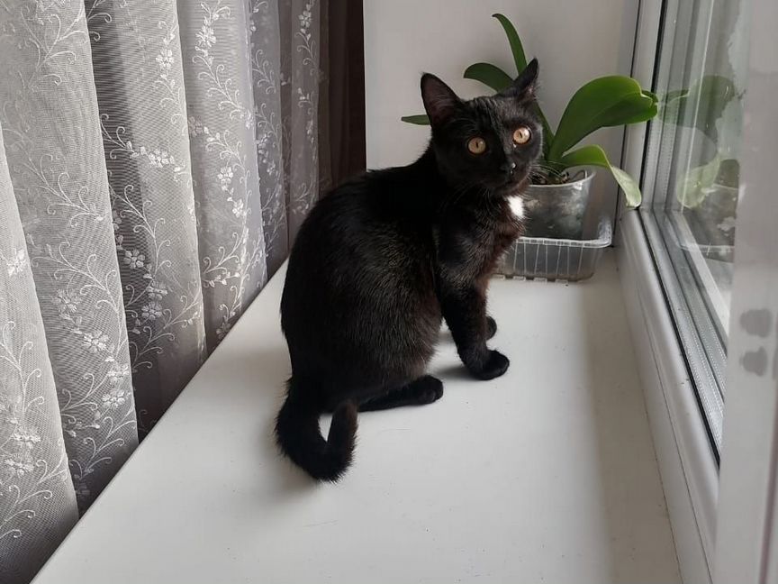 Кошка