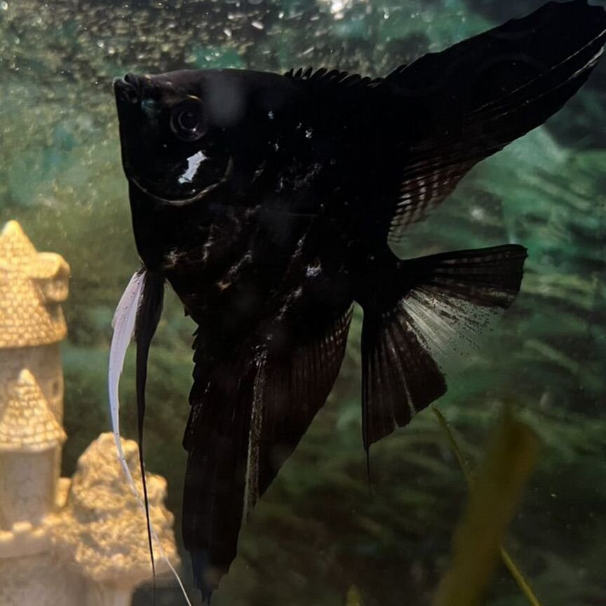 Скалярия черная